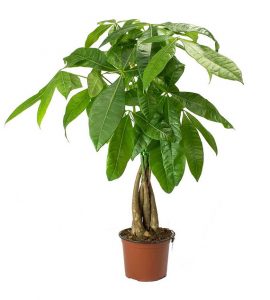 Money Tree | Buy Indoor Plant Online