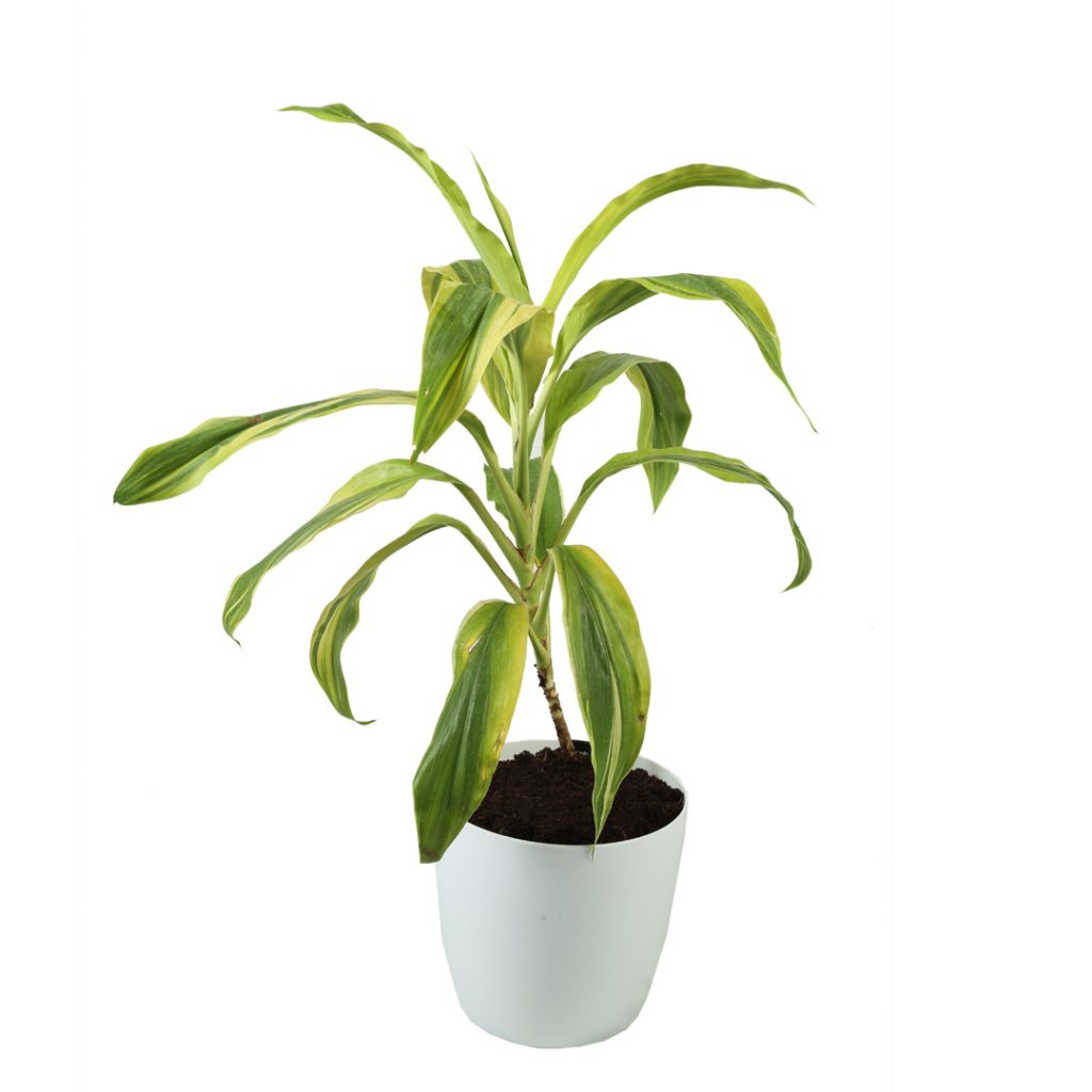 Dracaena Fragrans | Air-Purifying Indoor Plant Online