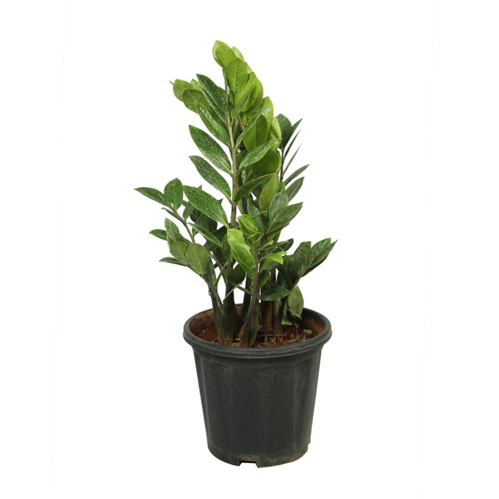 Zamia Plant (ZZ) Big | Buy Indoor Plant Online