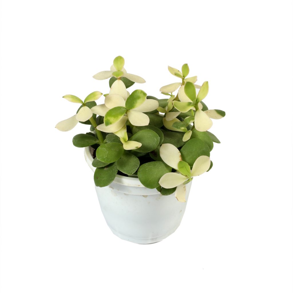 Verigated Jade Mini Plant for your Home & Office - Indore Nursery