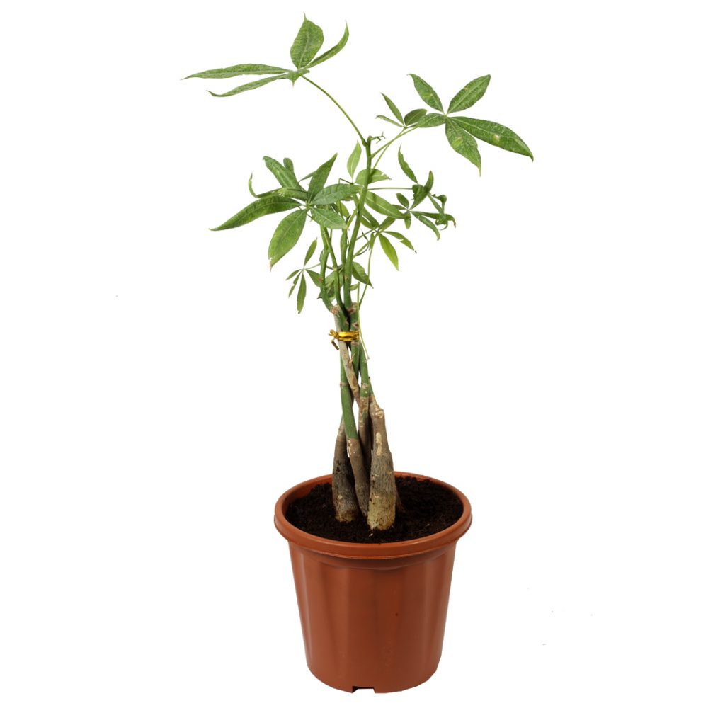 Pachira Aquatica | Buy Money Tree Indoor Plant