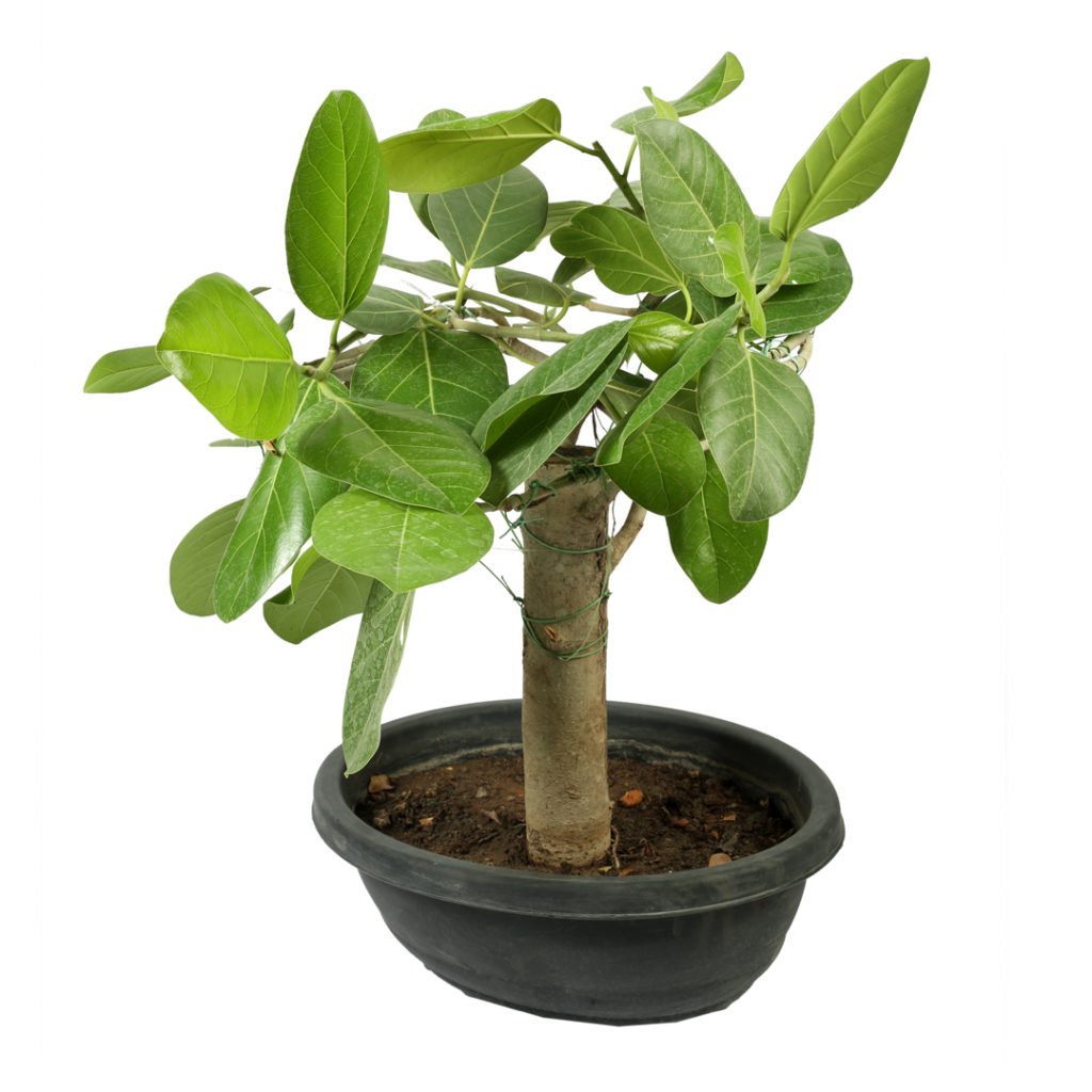 Banyan Tree Bonsai (bud) - Indore Nursery