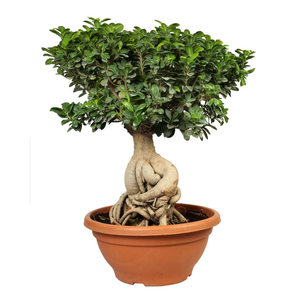 Ficus Bonsai | Fresh Indoor Bonsai Delivered