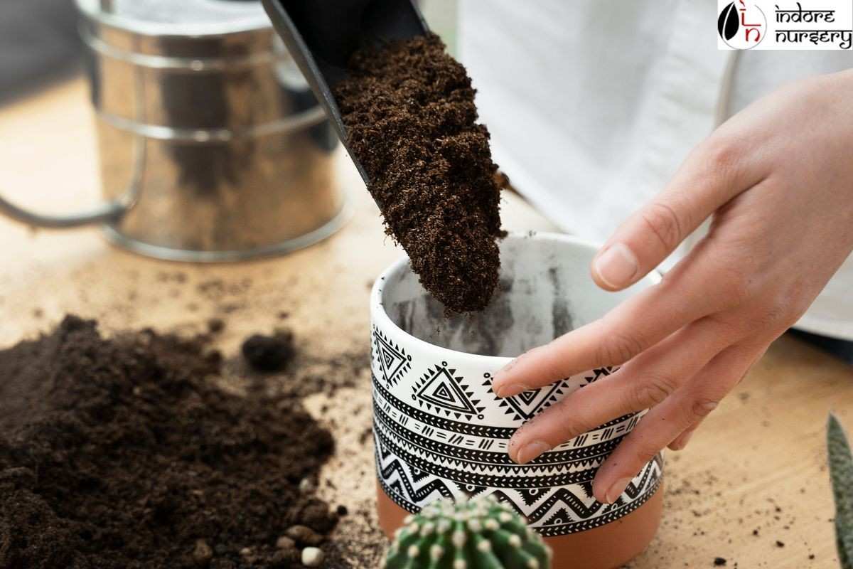 Choosing the Perfect Pot and Soil for Your Plants