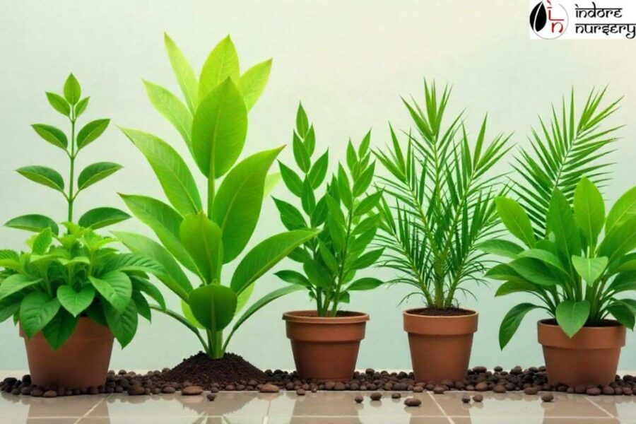 Top 10 Beginner-Friendly Plants to Start Your Garden Easily